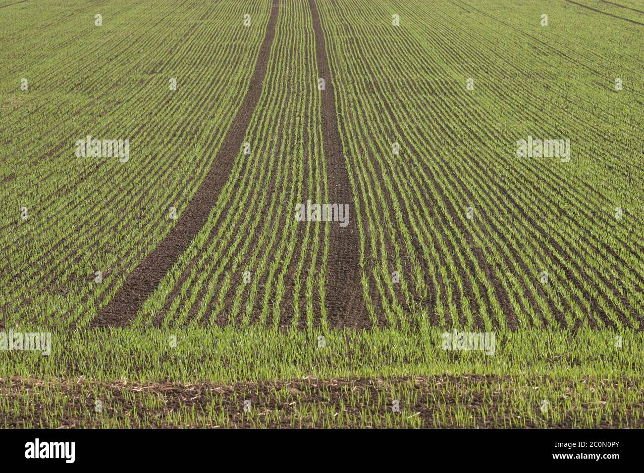 first green 1 Stock Photo - Alamy