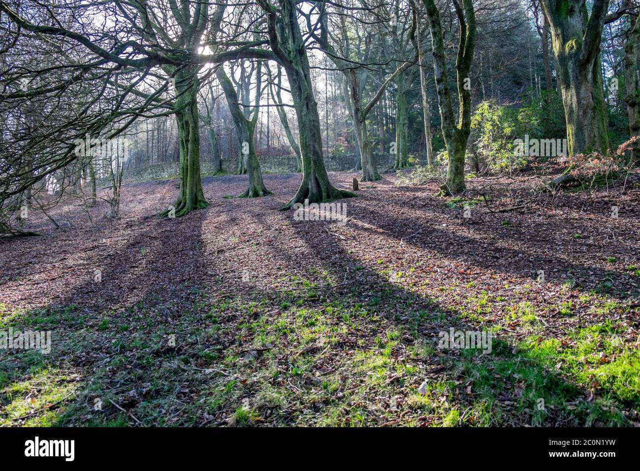 The sun casting shadows through trees in a park Stock Photo - Alamy