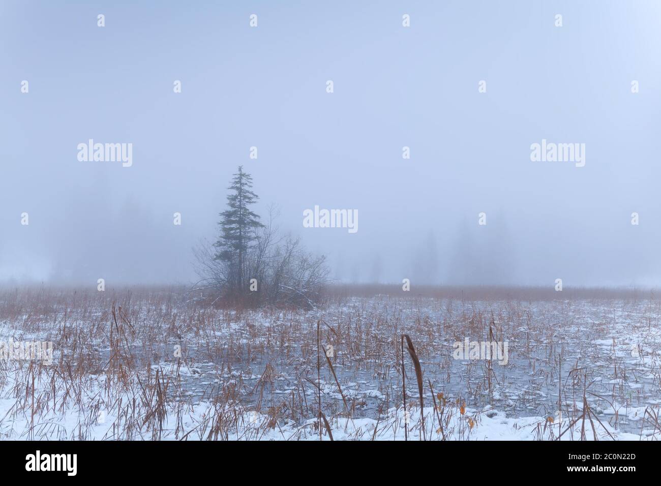 Swamp on winter hi-res stock photography and images - Alamy