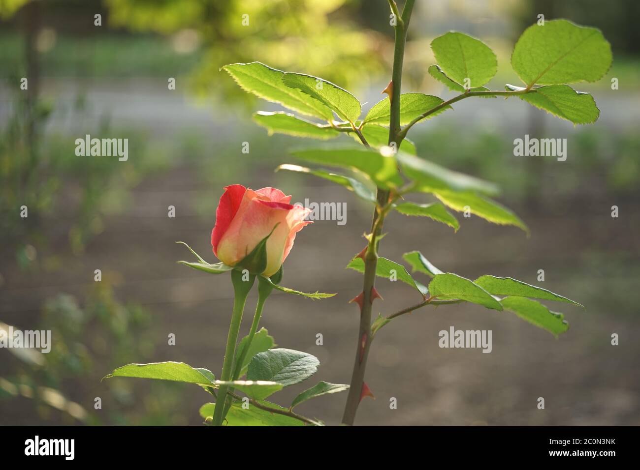 Small pink rose flower grow in the garden. Side view, closeup. Sunny ...