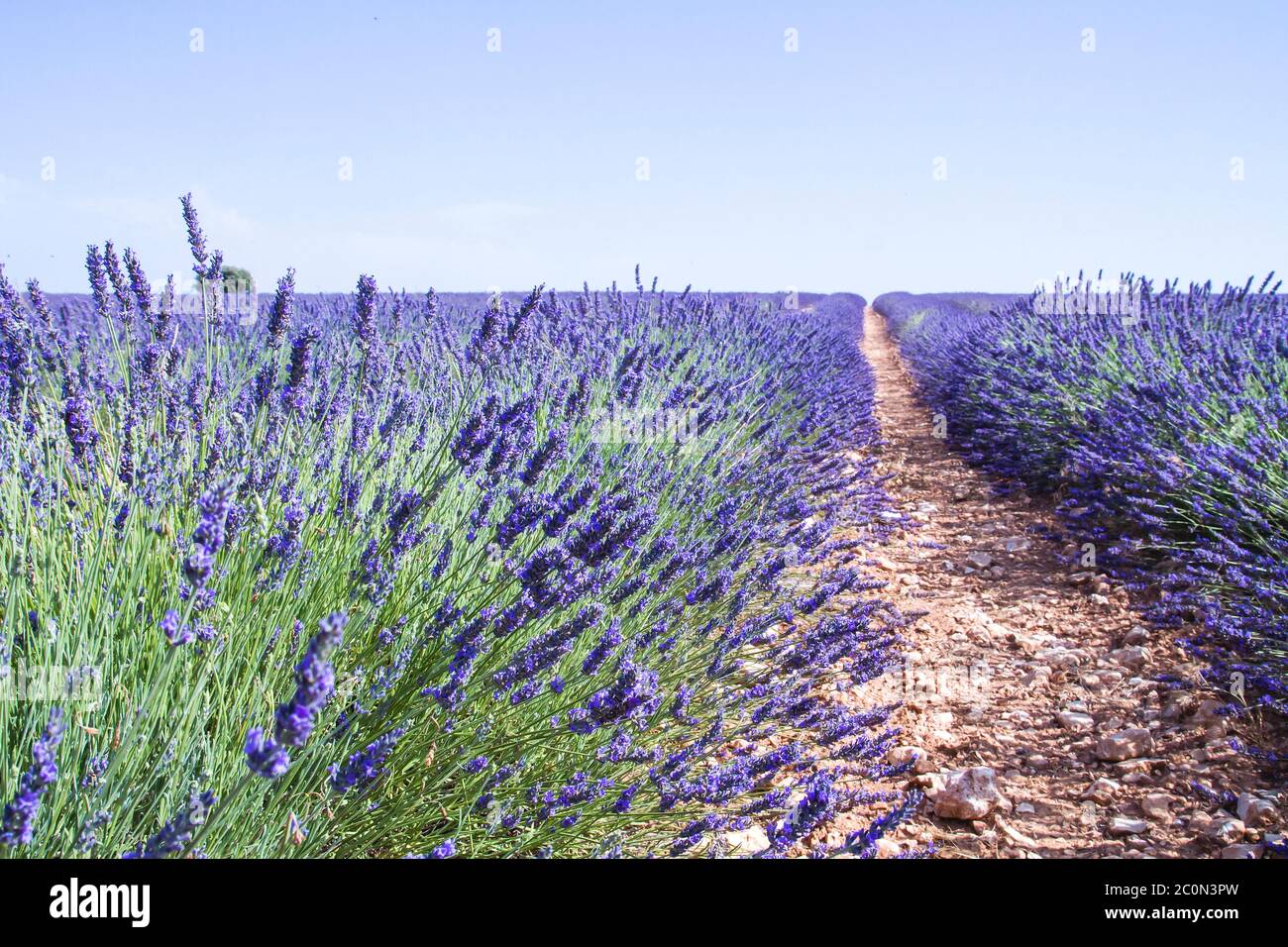 Field lavender farm beautiful purple hi-res stock photography and ...