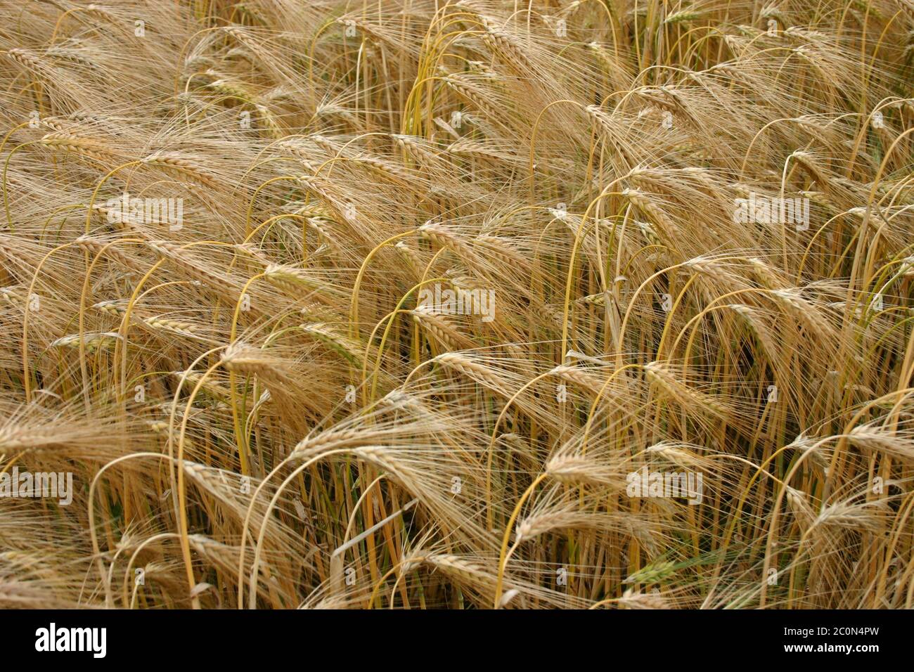 Ripe barley hi-res stock photography and images - Alamy
