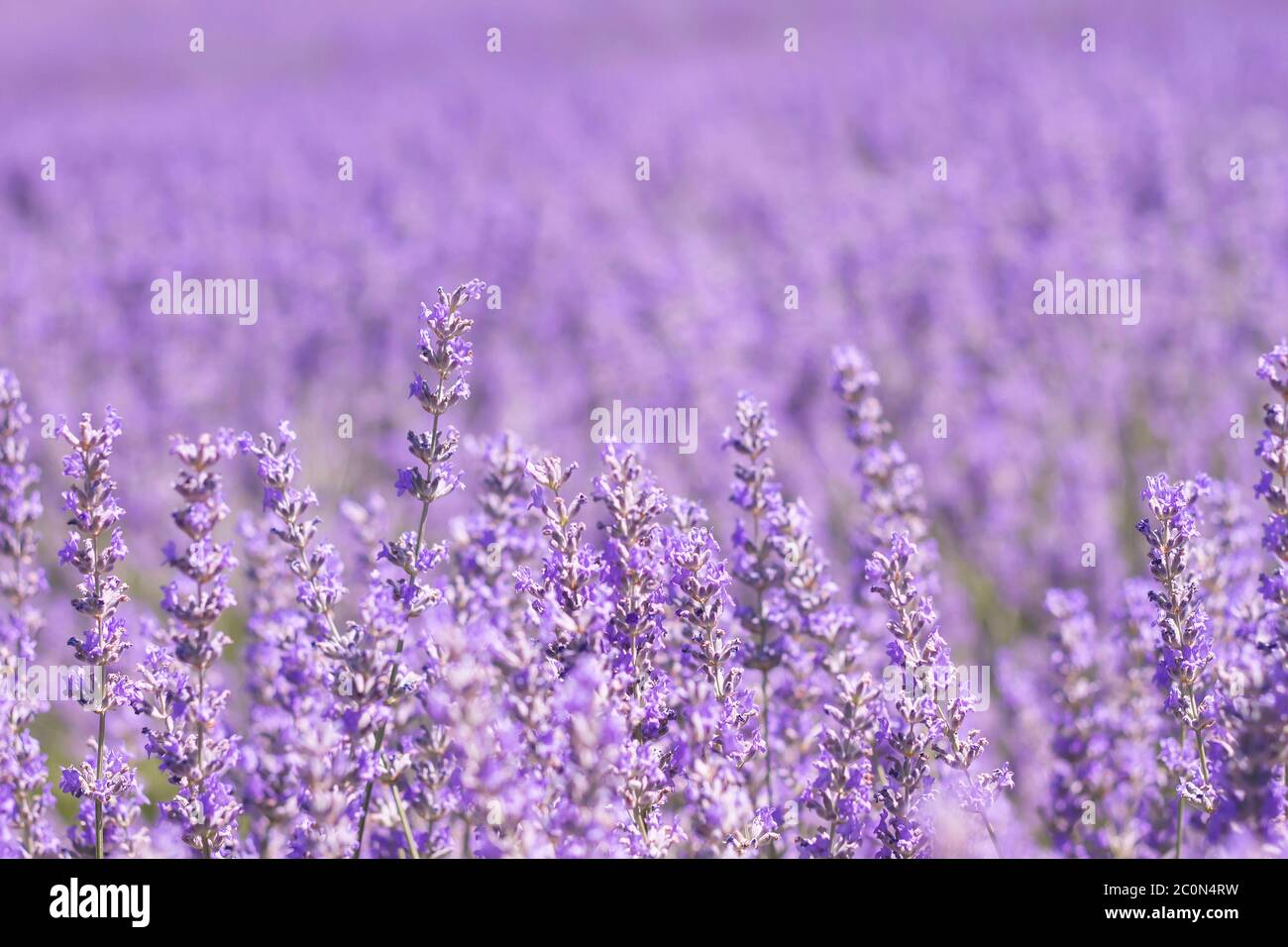 Detail of purple lavender flowers Stock Photo - Alamy