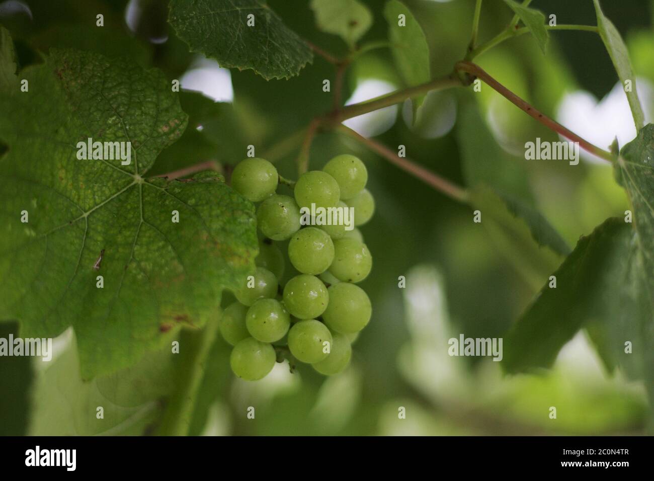 Cluster of a grapes Stock Photo - Alamy