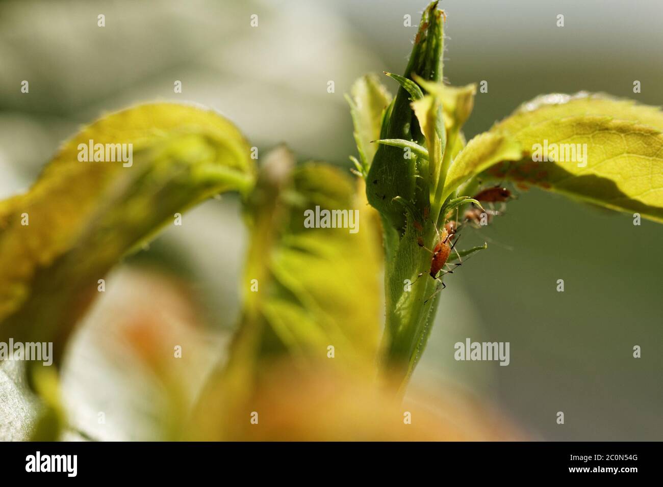 Rose aphid hi-res stock photography and images - Alamy