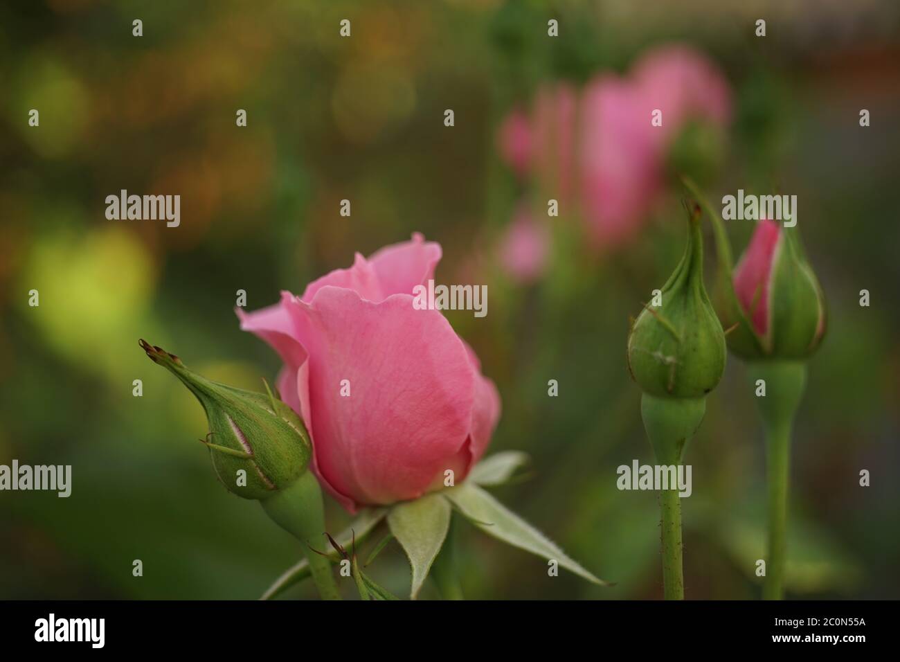 Little pink rose flower with young green buds. Flowers grow in the ...