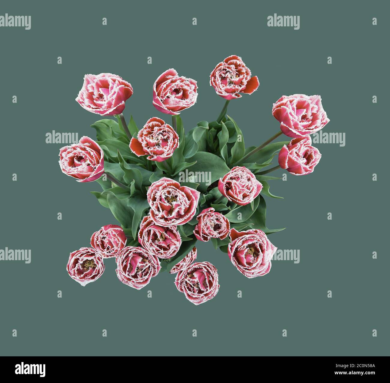 Vintage red roses Stock Photo - Alamy