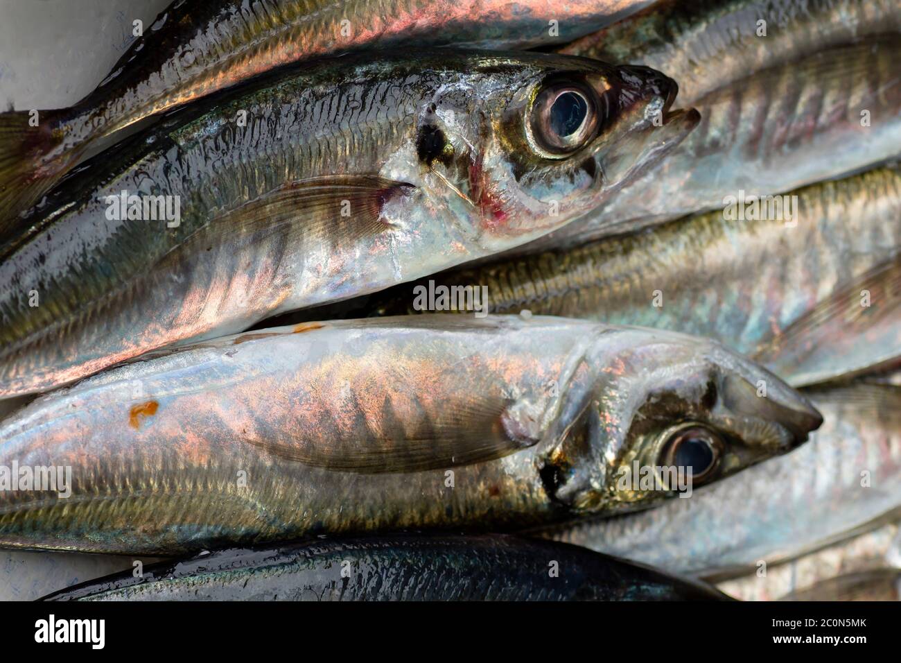 Fresh pompano seafood close up Stock Photo - Alamy