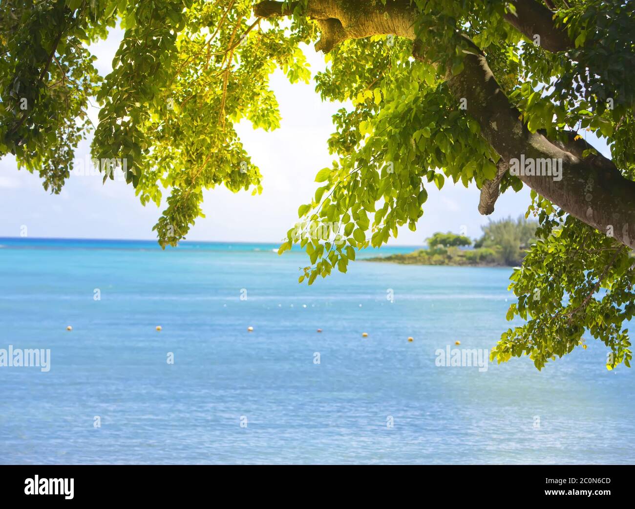 View through tree foliage hi-res stock photography and images - Alamy