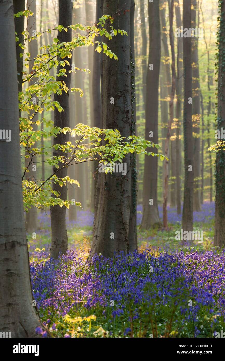 Sunlight and bluebells hi-res stock photography and images - Alamy