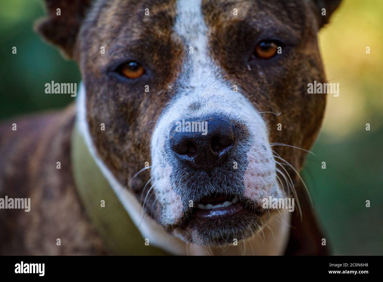 Muzzle of a large evil guard dog with large teeth close-up. The open ...