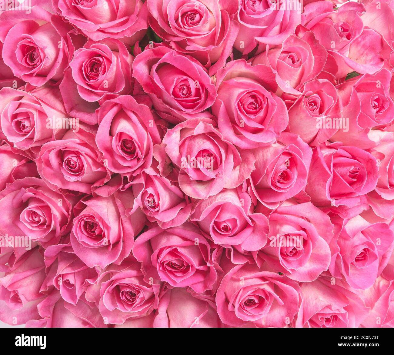 Background image of pink roses Stock Photo - Alamy
