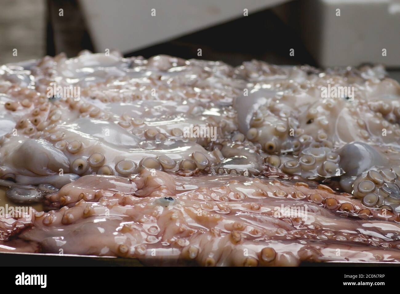 Fresh octopus in a market stall Stock Photo - Alamy