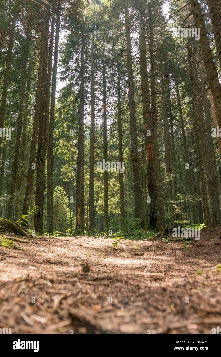 Trees in a forest. Retro faded style Stock Photo - Alamy