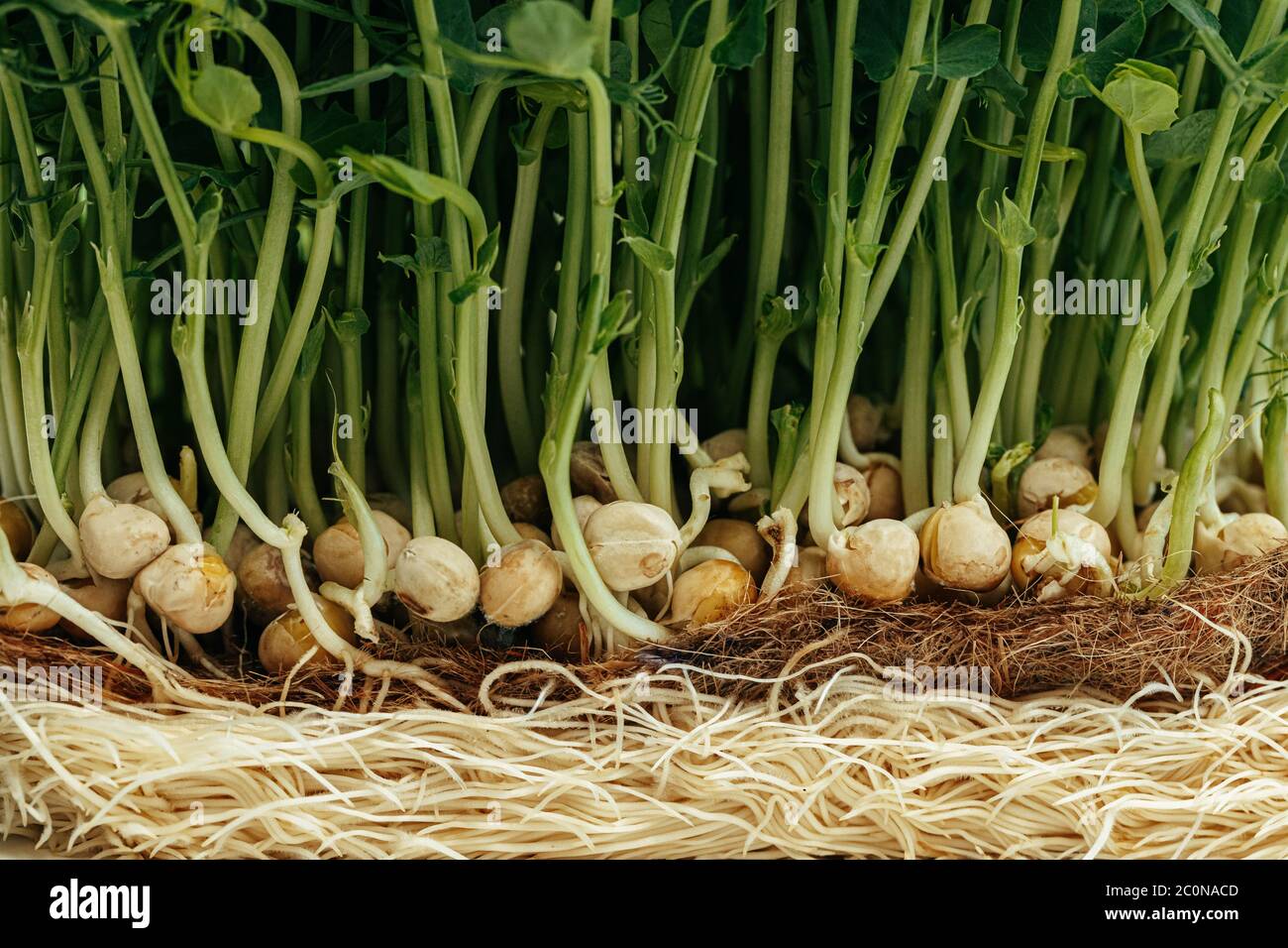 Micro roots hi-res stock photography and images - Alamy