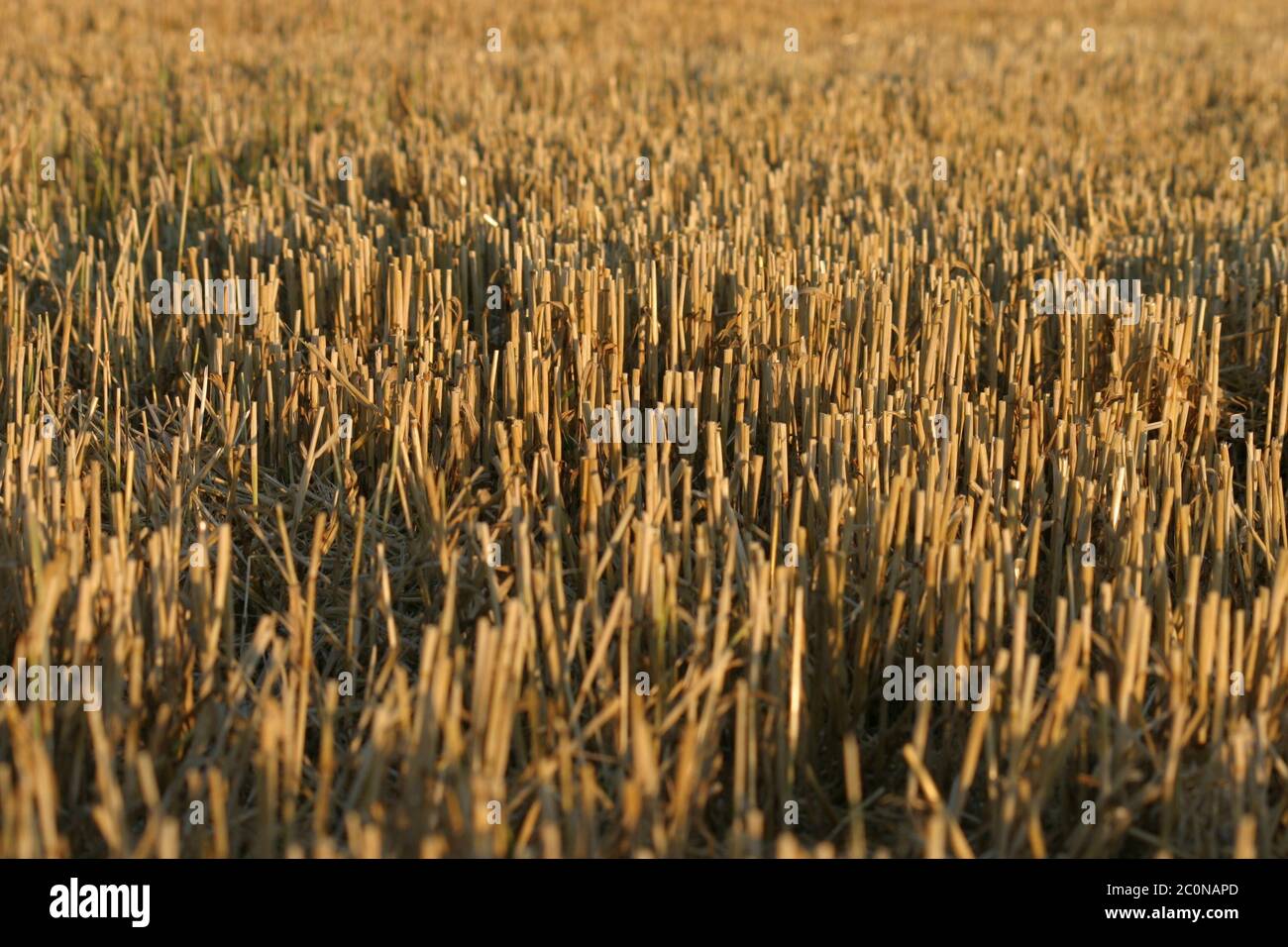 Stubble field 2 Stock Photo - Alamy