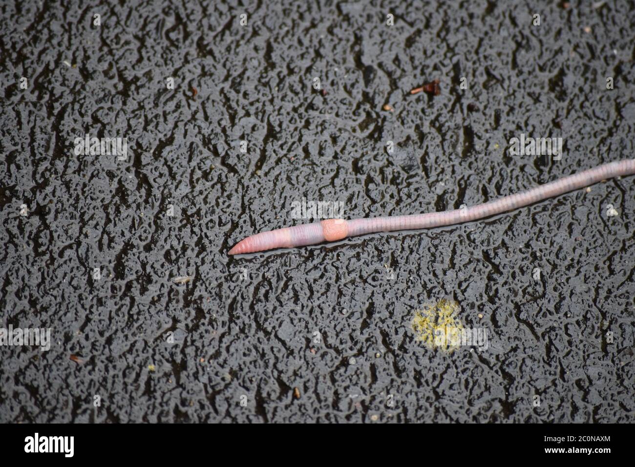 Rain worm hi-res stock photography and images - Alamy
