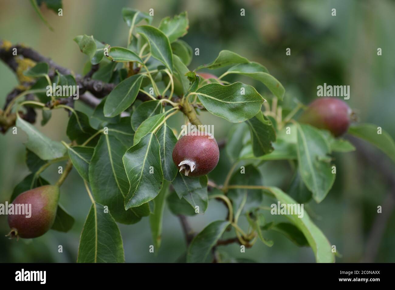 High fiber fruit types hi-res stock photography and images - Alamy