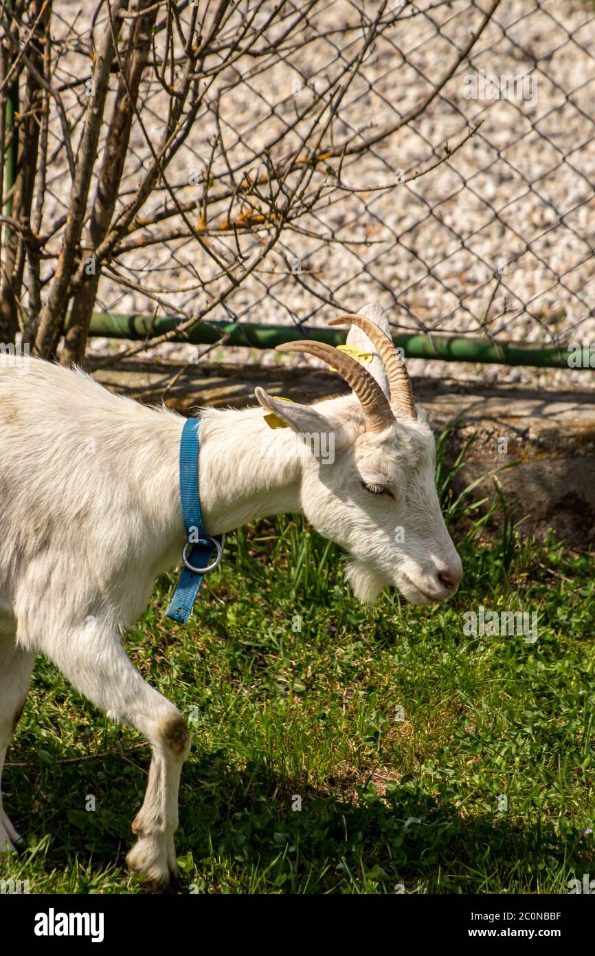 Big goat grazing on field Stock Photo - Alamy