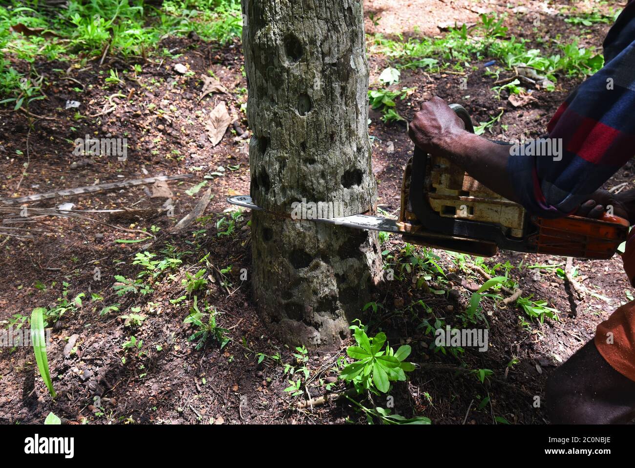 cutting coconut tree with a electric chain saw Stock Photo - Alamy
