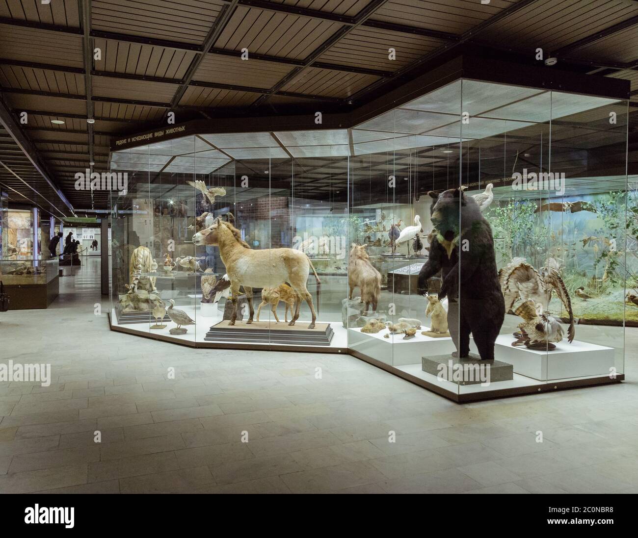 MOSCOW, RUSSIA - JUBE 3, 2015: State Darwin Museum Stock Photo - Alamy