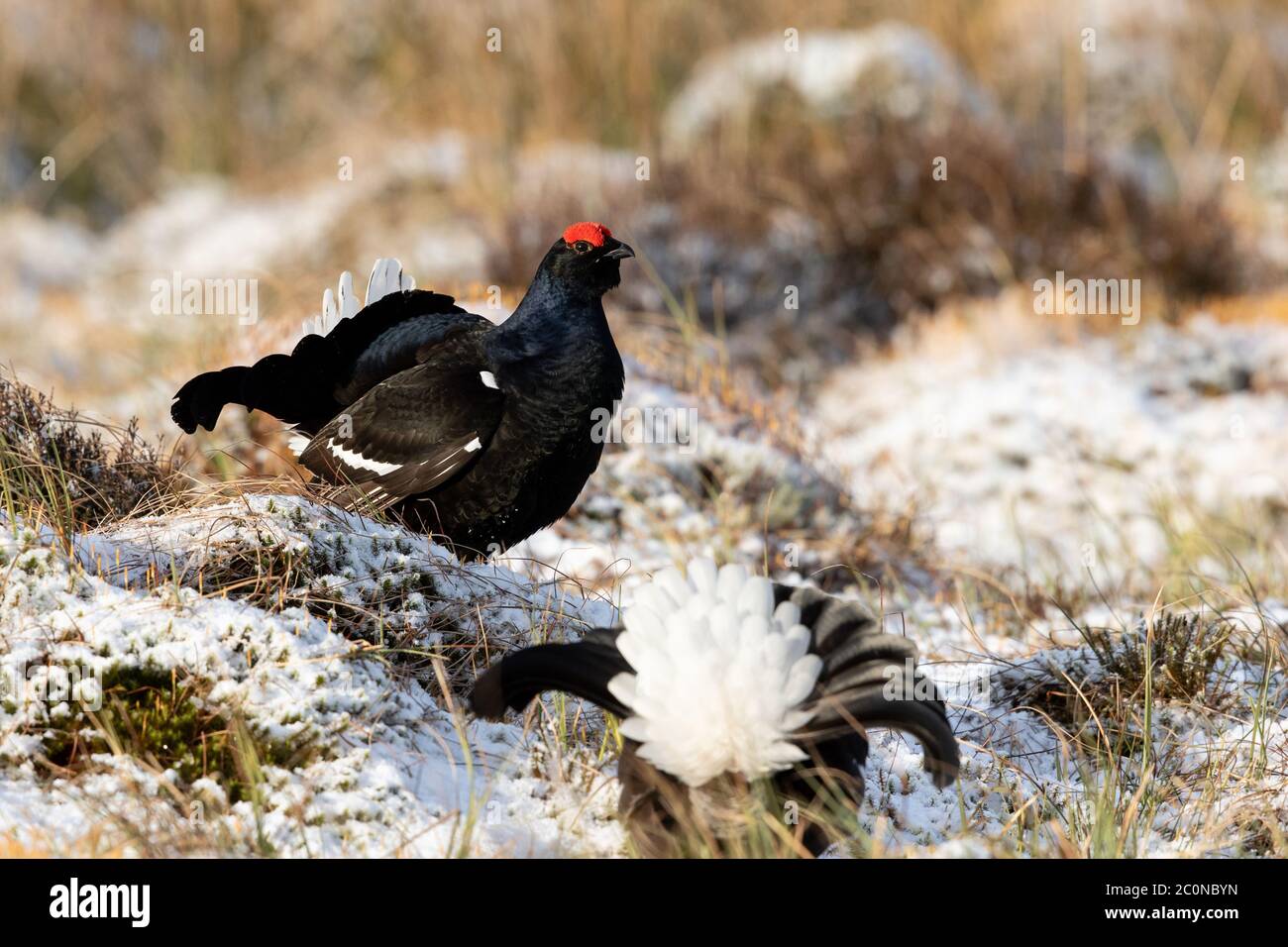 Black Grouse displaying at a traditional 'lek' site, where males ...