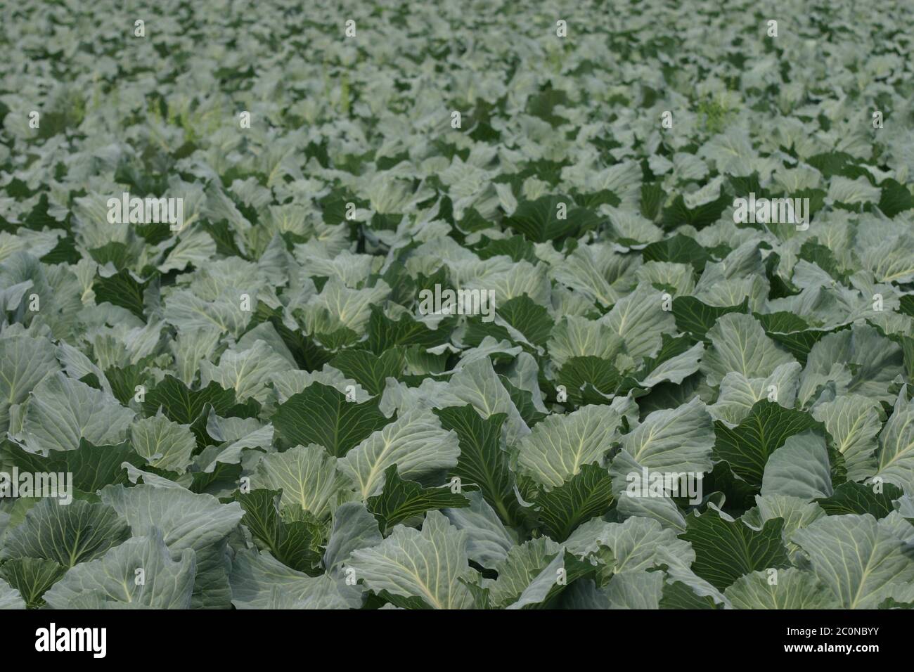White cabbage 2 Stock Photo - Alamy