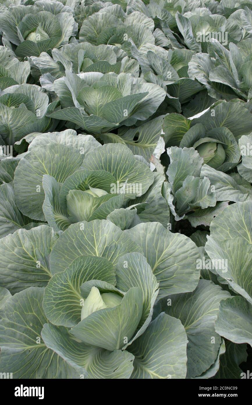 White cabbage 1 Stock Photo - Alamy
