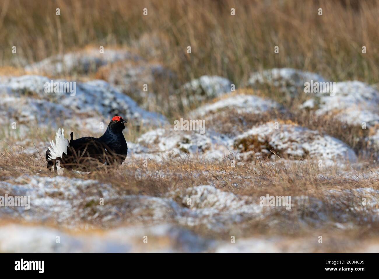 Black Grouse displaying at a traditional 'lek' site, where males ...