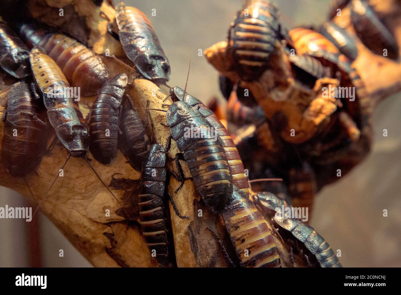 Madagascar hissing cockroach Stock Photo - Alamy