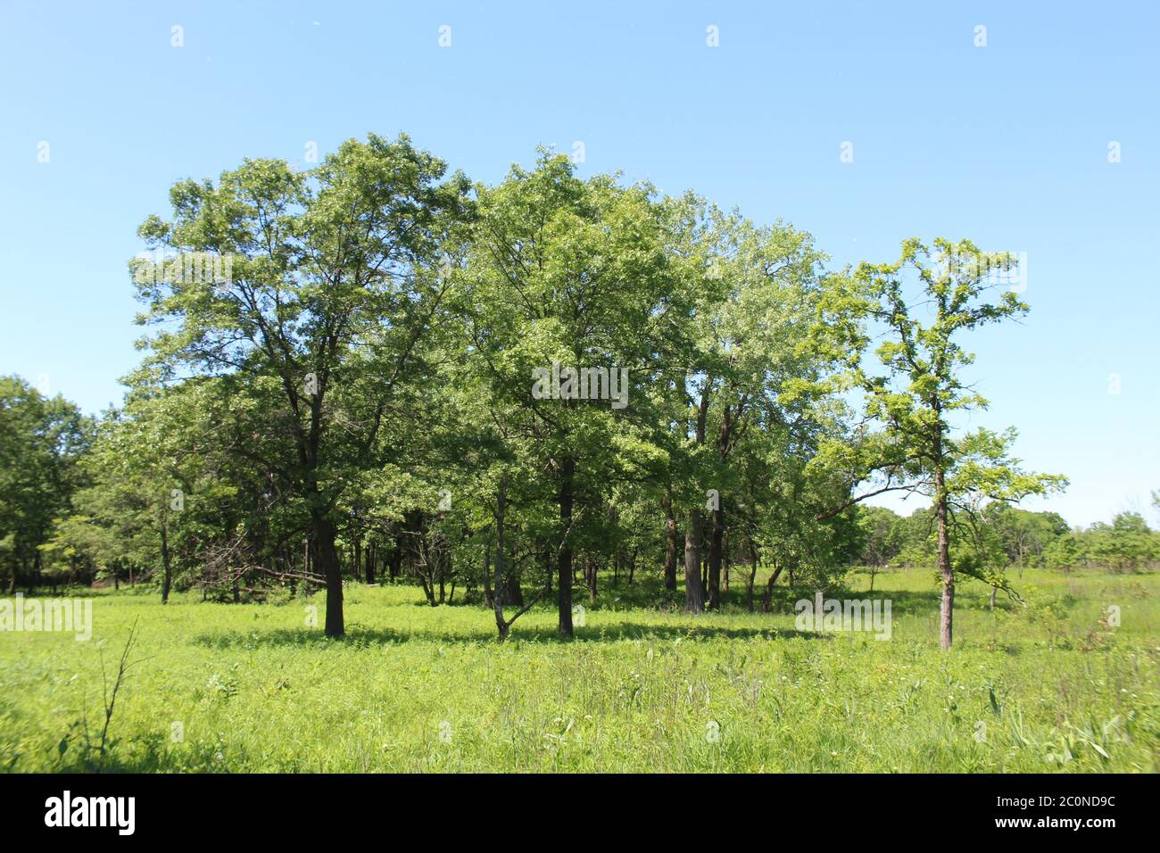 Oak savanna hi-res stock photography and images - Alamy
