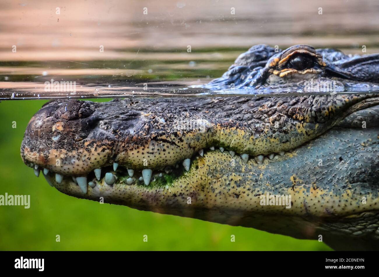 Prehistoric Alligator