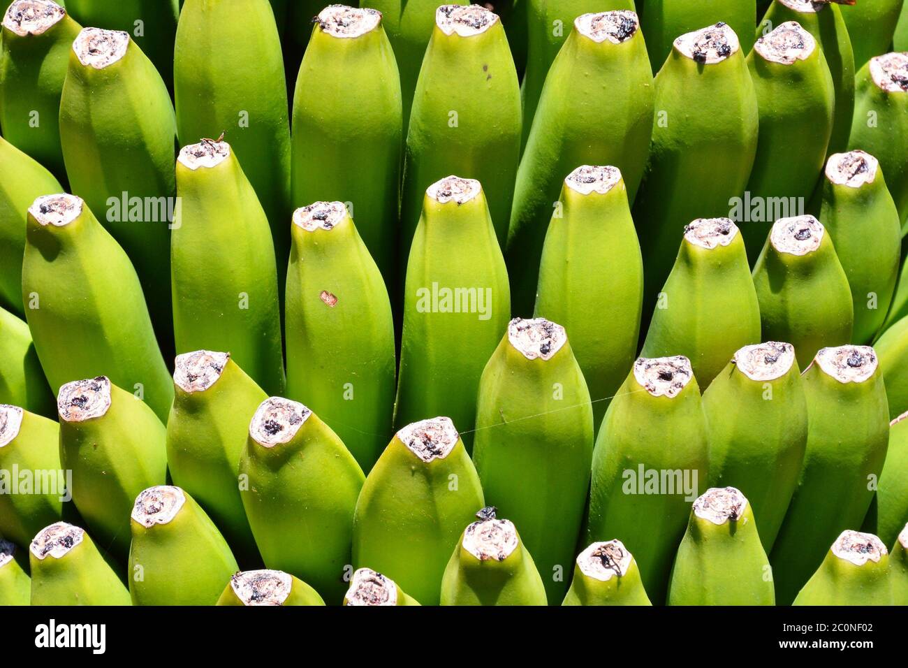 Banana Plantation Field Stock Photo - Alamy