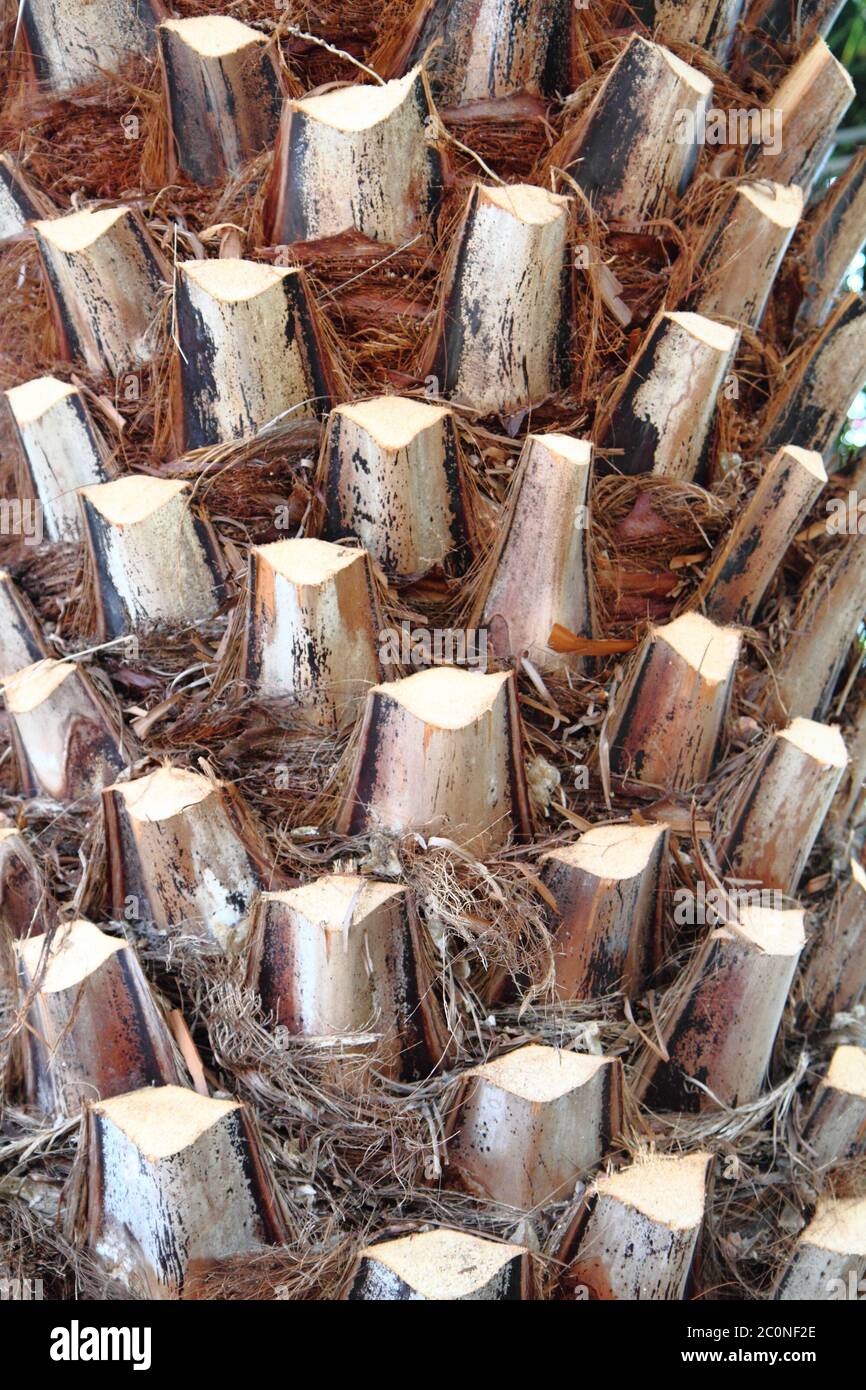 palm tree texture as nice natural background Stock Photo - Alamy