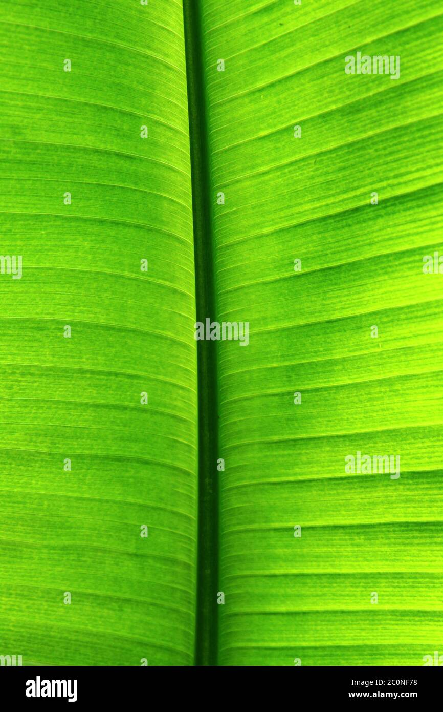 plam tree leaf texture as very nice nature background Stock Photo - Alamy