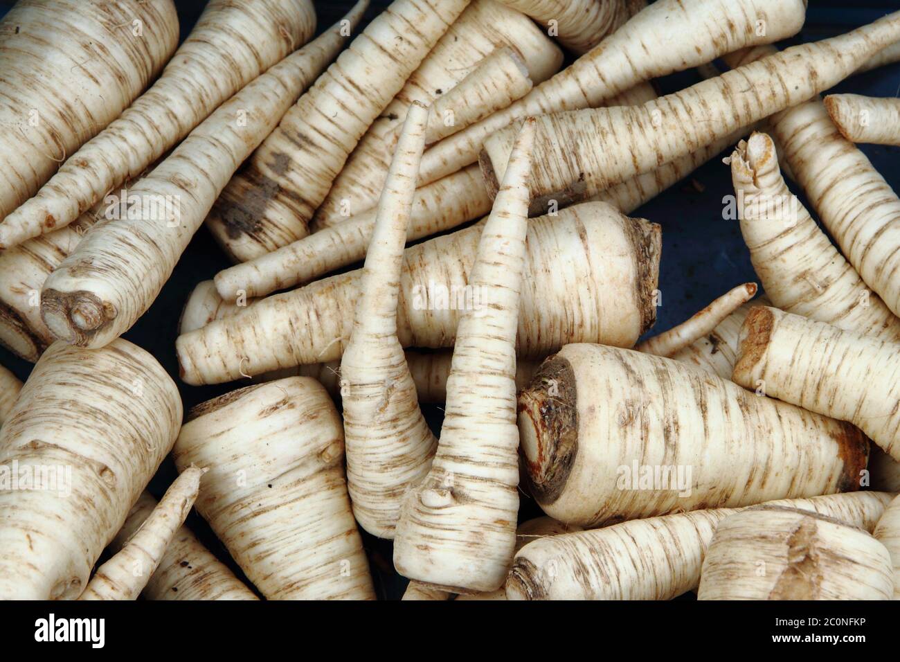 parsley roots as very nice vegetable background Stock Photo - Alamy