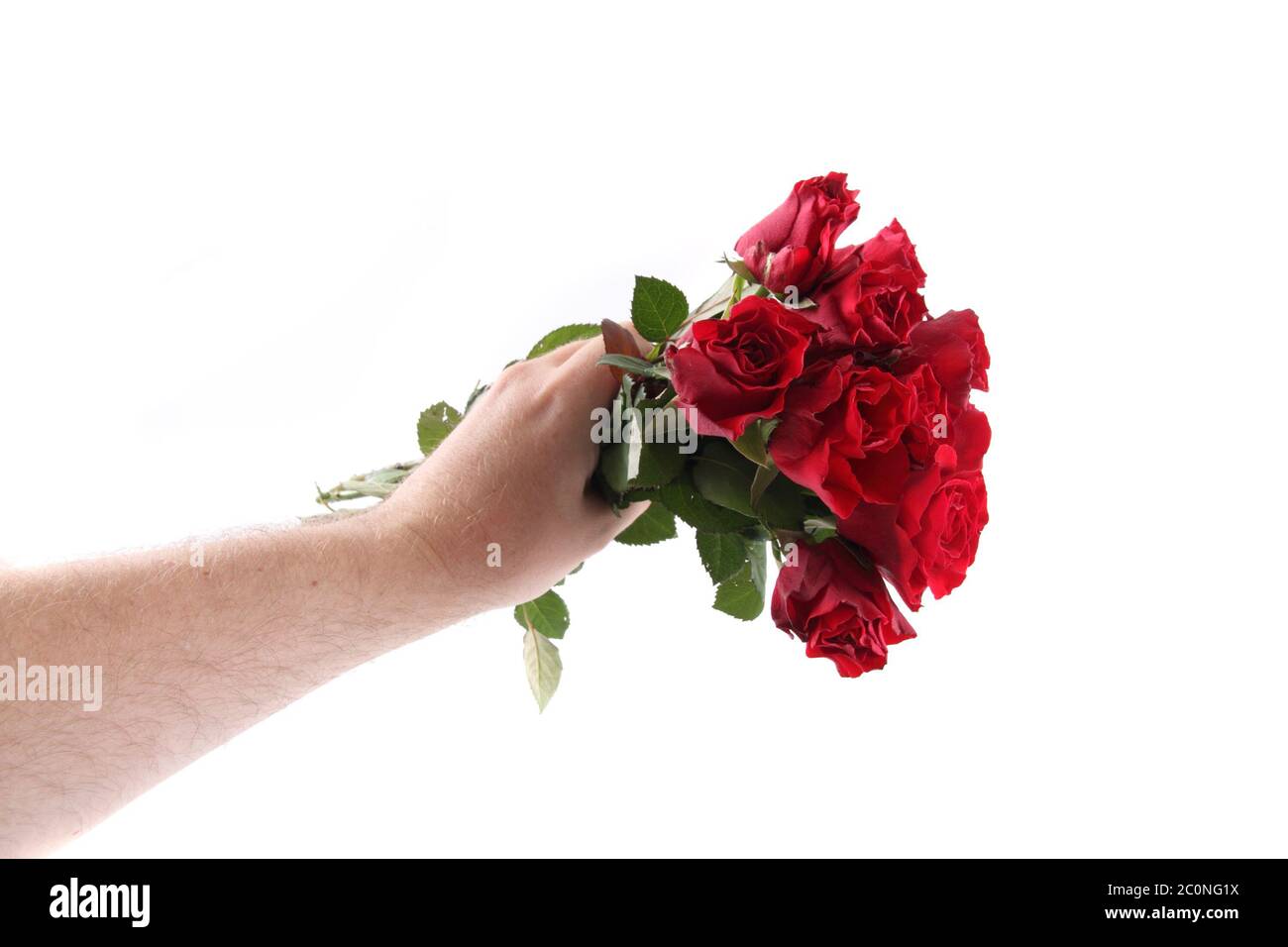 hand with fresh red roses isolated on the white background Stock Photo ...