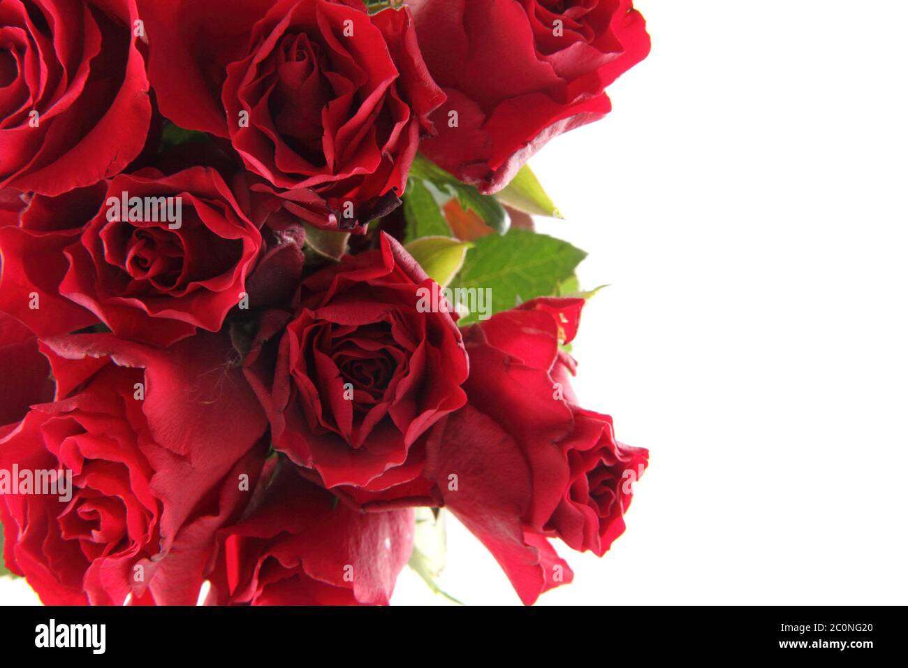 fresh red roses as frame isolated on the white background Stock Photo ...
