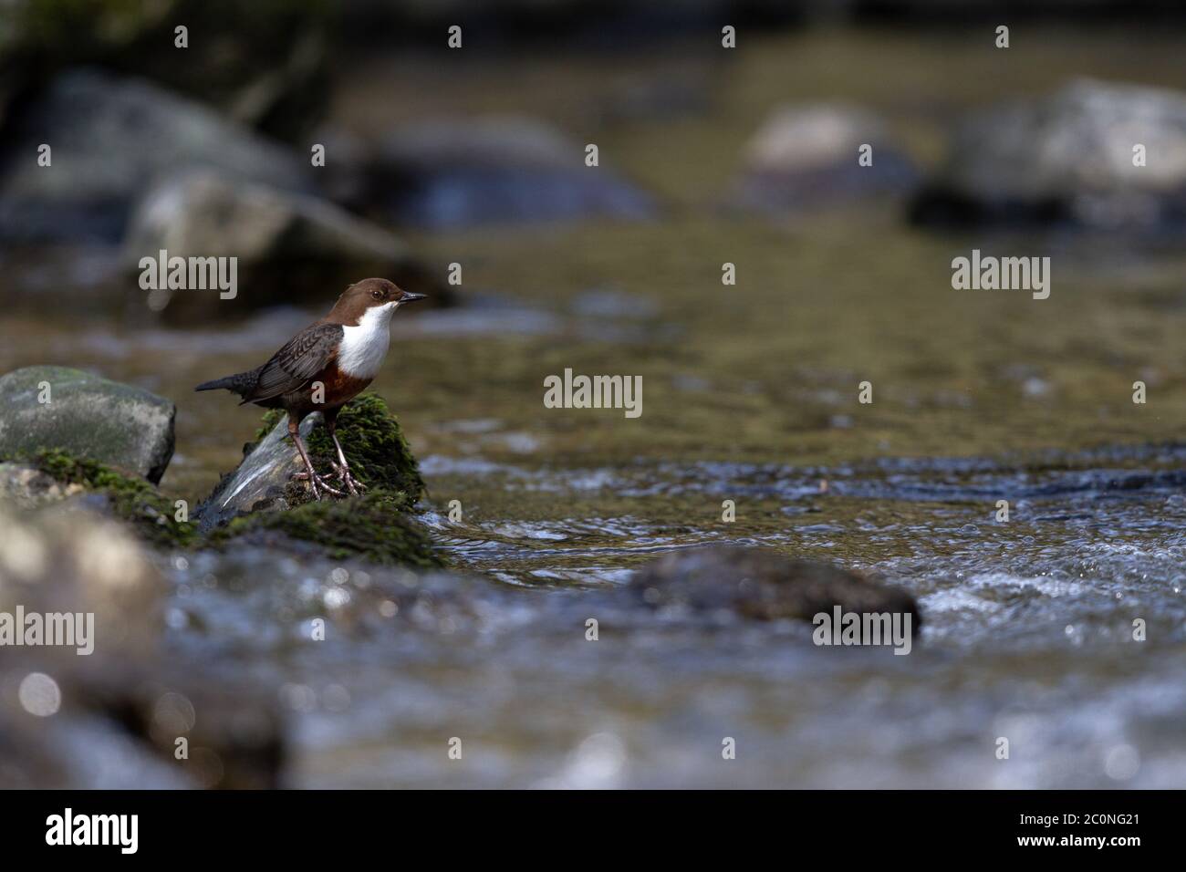 Aquatic bird british isles hi-res stock photography and images - Alamy