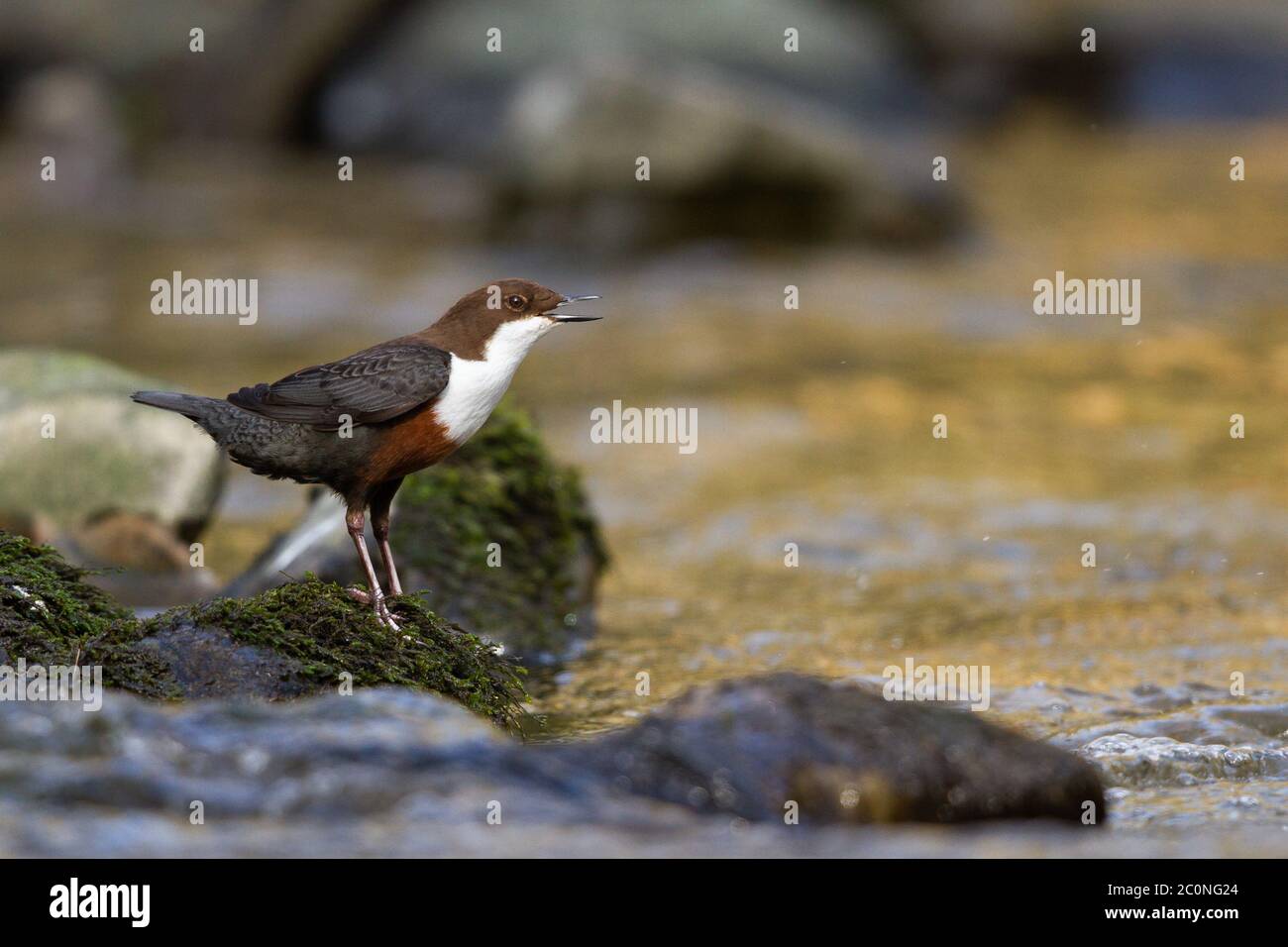 British dipper on a river hi-res stock photography and images - Alamy