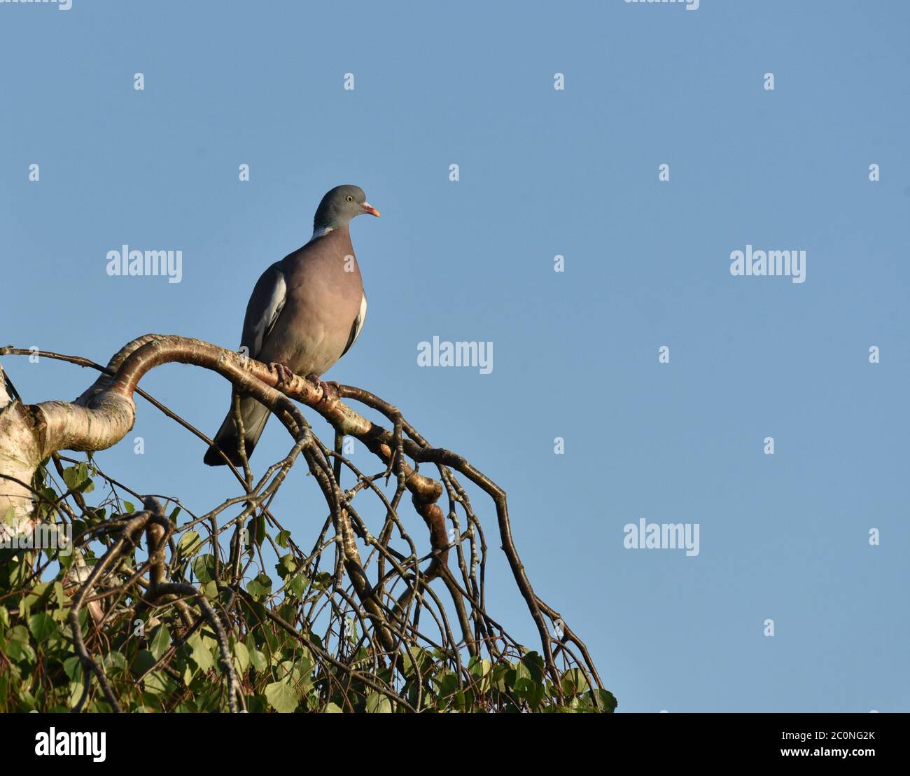 Pigeon roost hi-res stock photography and images - Alamy