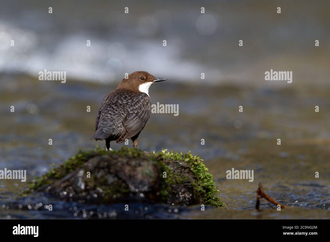 A Dipper (Cinclus cinclus) hunts small aquatic insects in order to feed ...