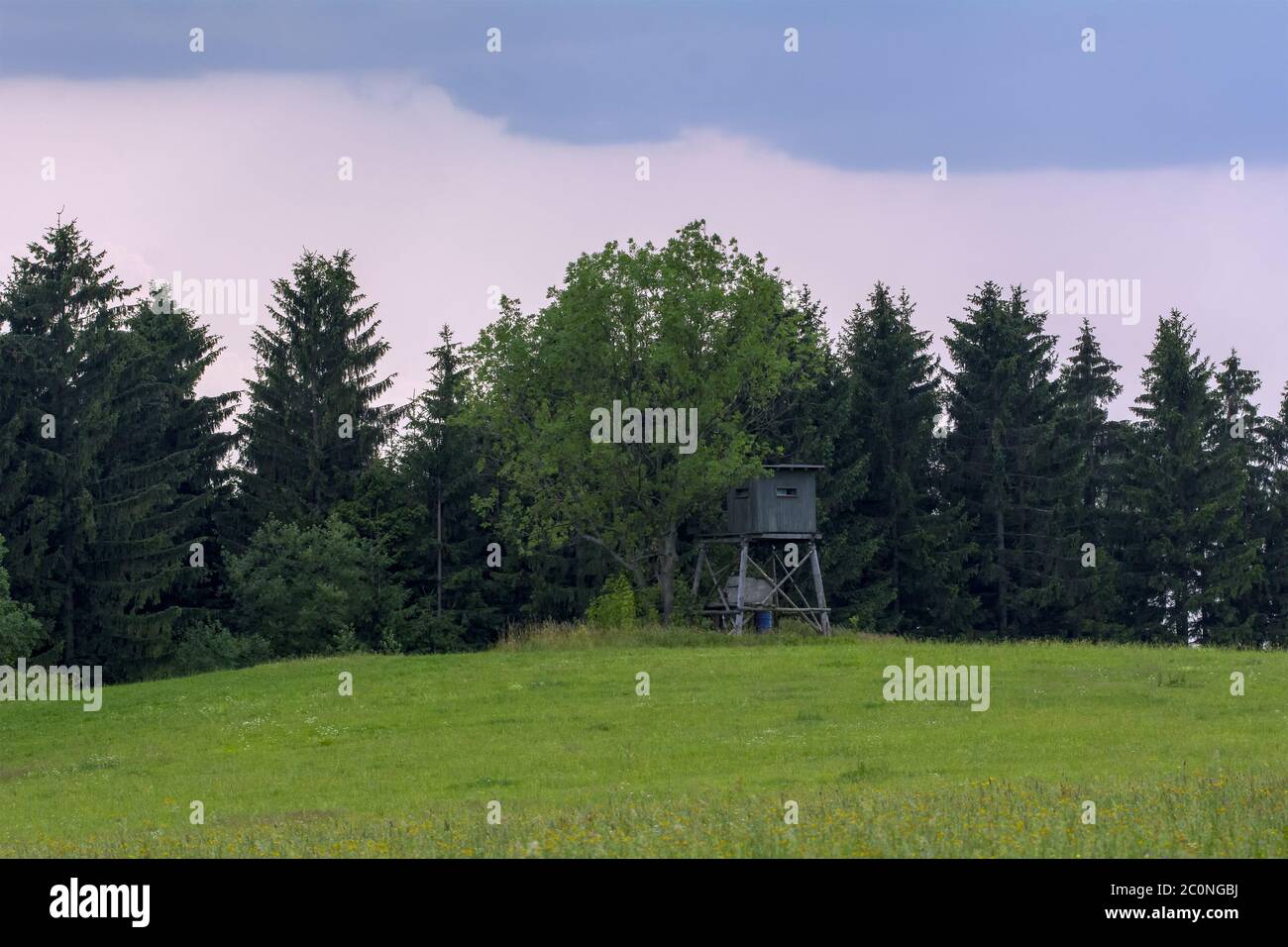 Tree stand hi-res stock photography and images - Alamy
