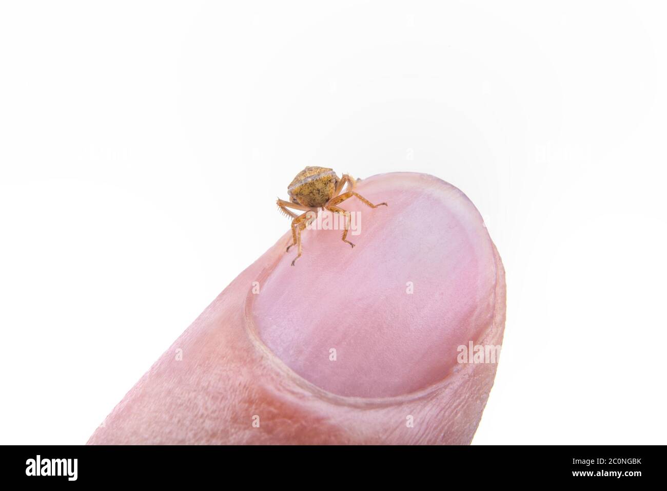 Small brown insect sitting on the finger on a white background Stock ...