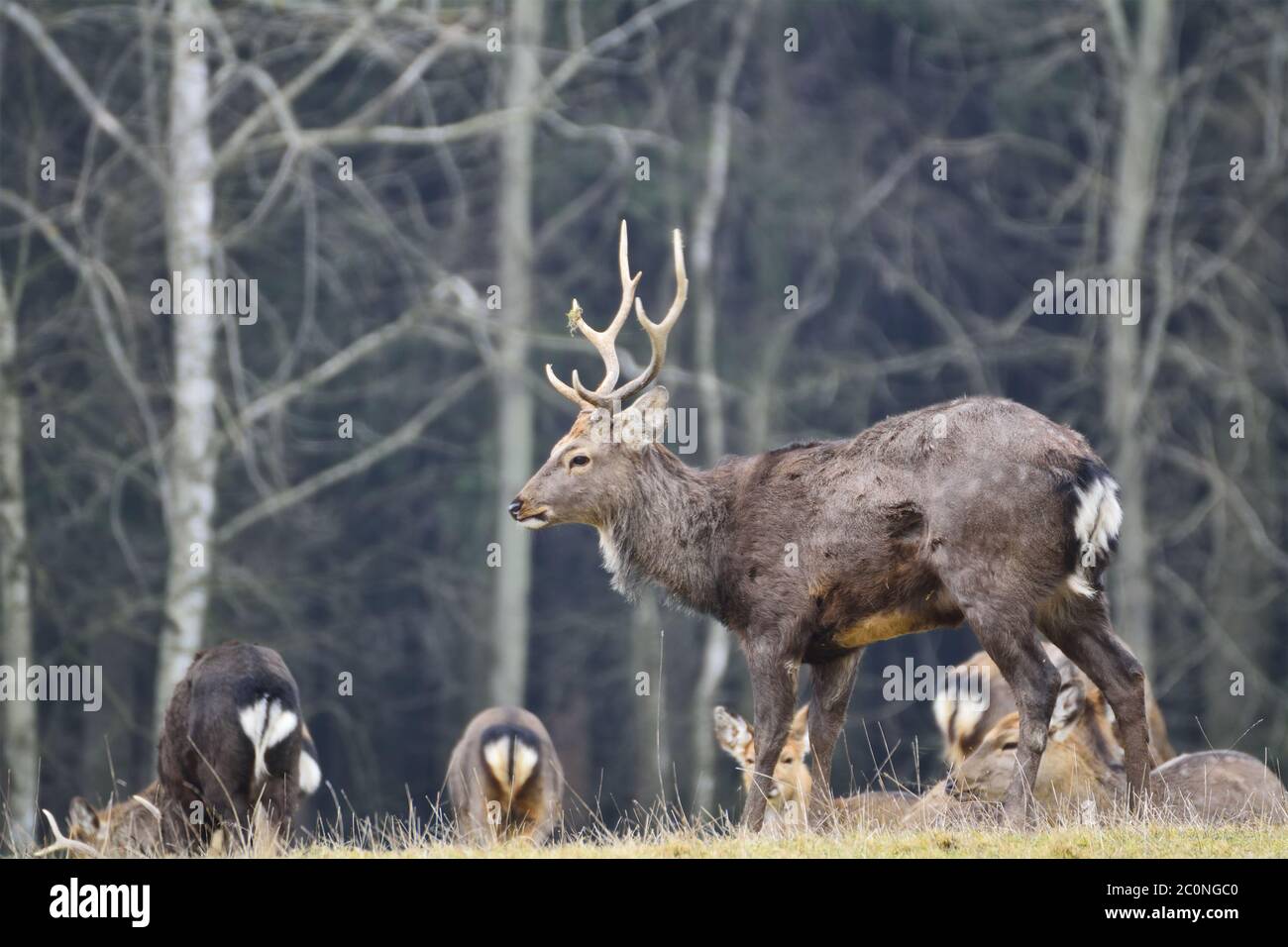 Standing deer hi-res stock photography and images - Alamy