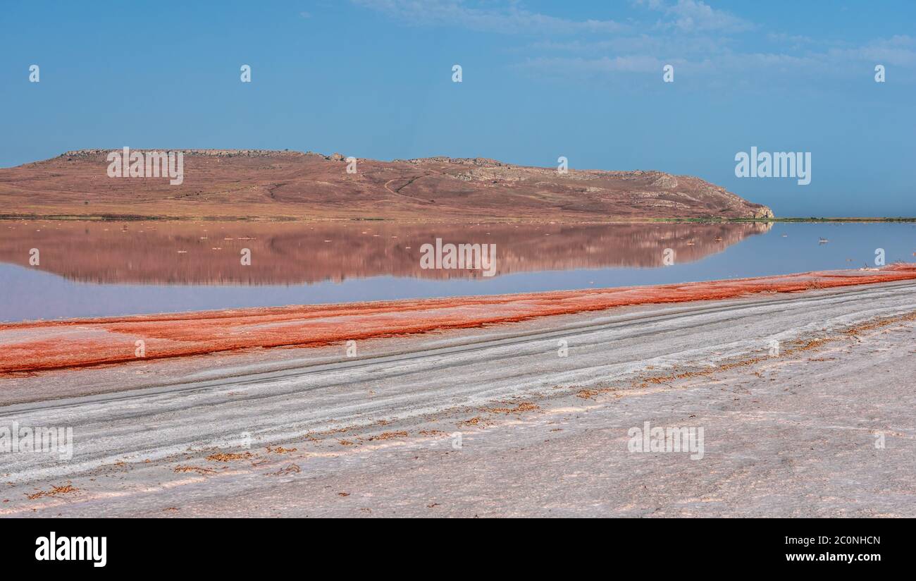 Brine and salt of a pink lake Koyash colored by microalgae Dunaliella ...