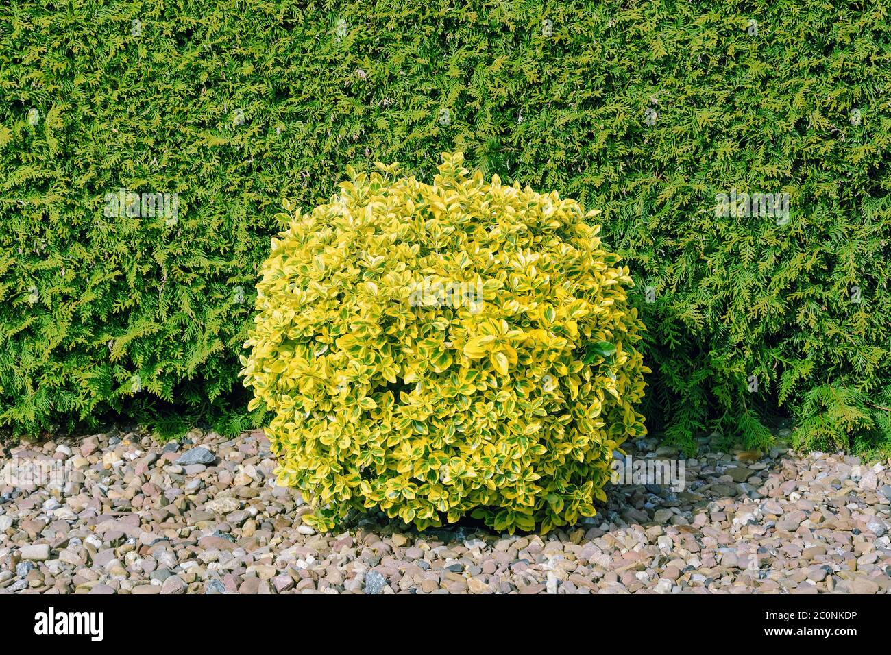 Round Shape Bush Stock Photo - Alamy
