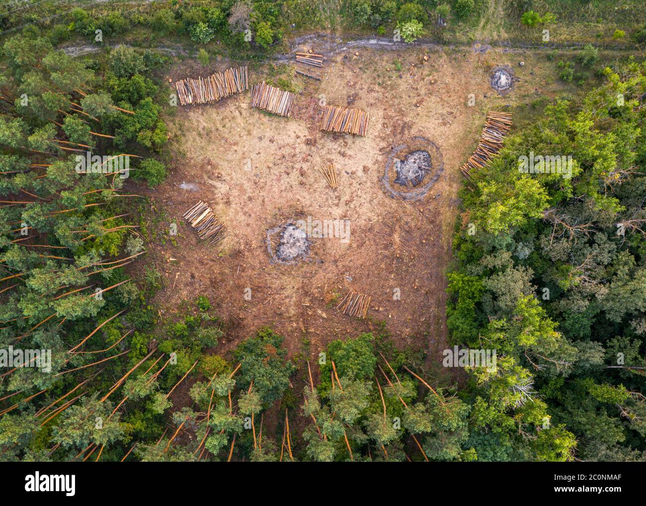 Top view of part of the felled forest Stock Photo - Alamy
