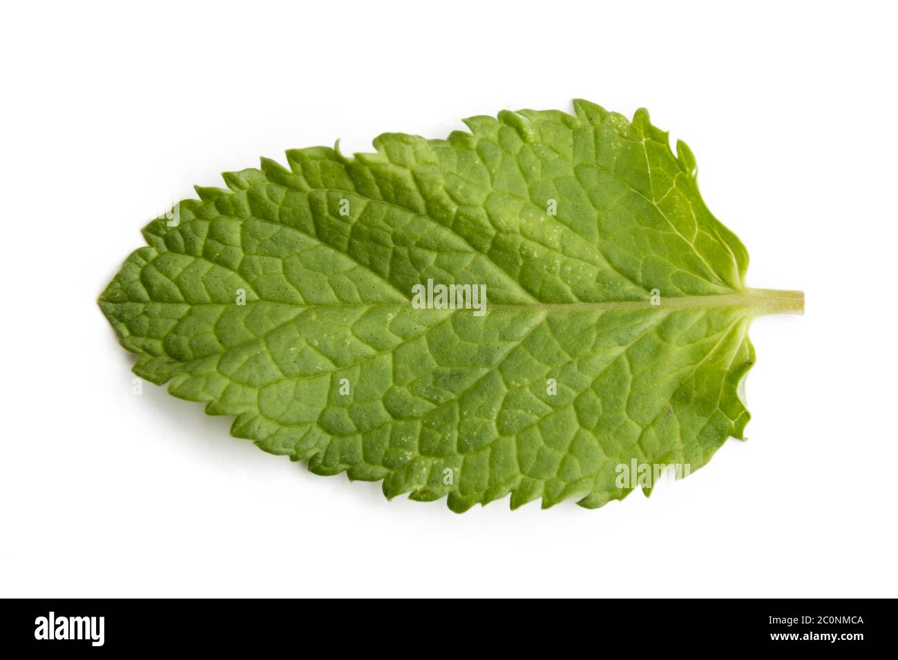 Fresh mint leaf hi-res stock photography and images - Alamy