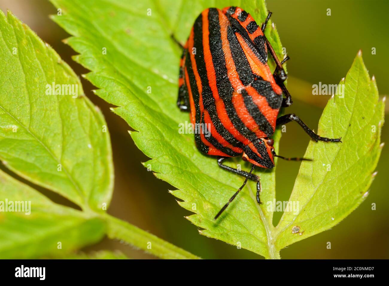 Red shield bug hi-res stock photography and images - Alamy